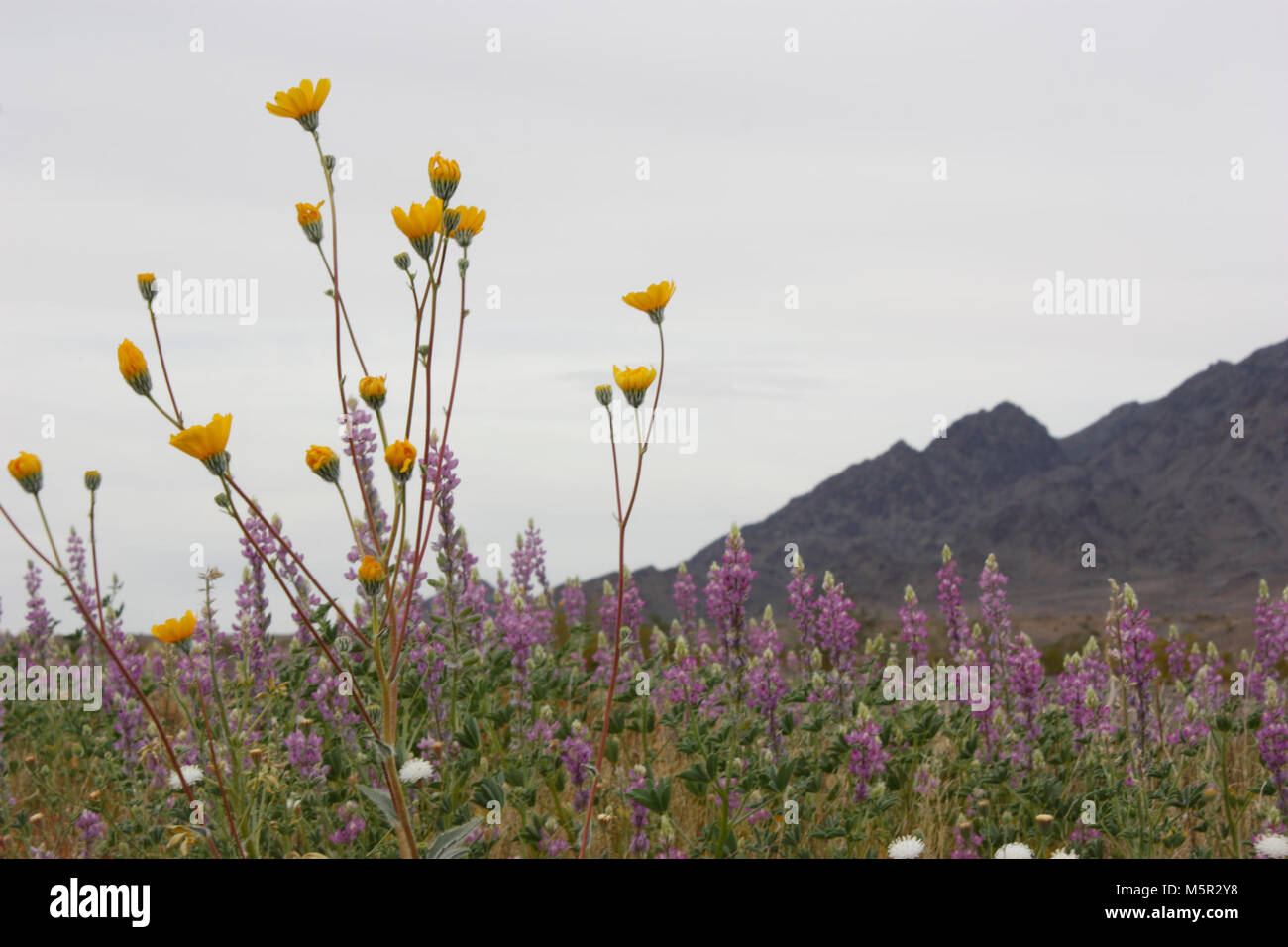 Flowers near Coxcomb Mountains Stock Photo - Alamy