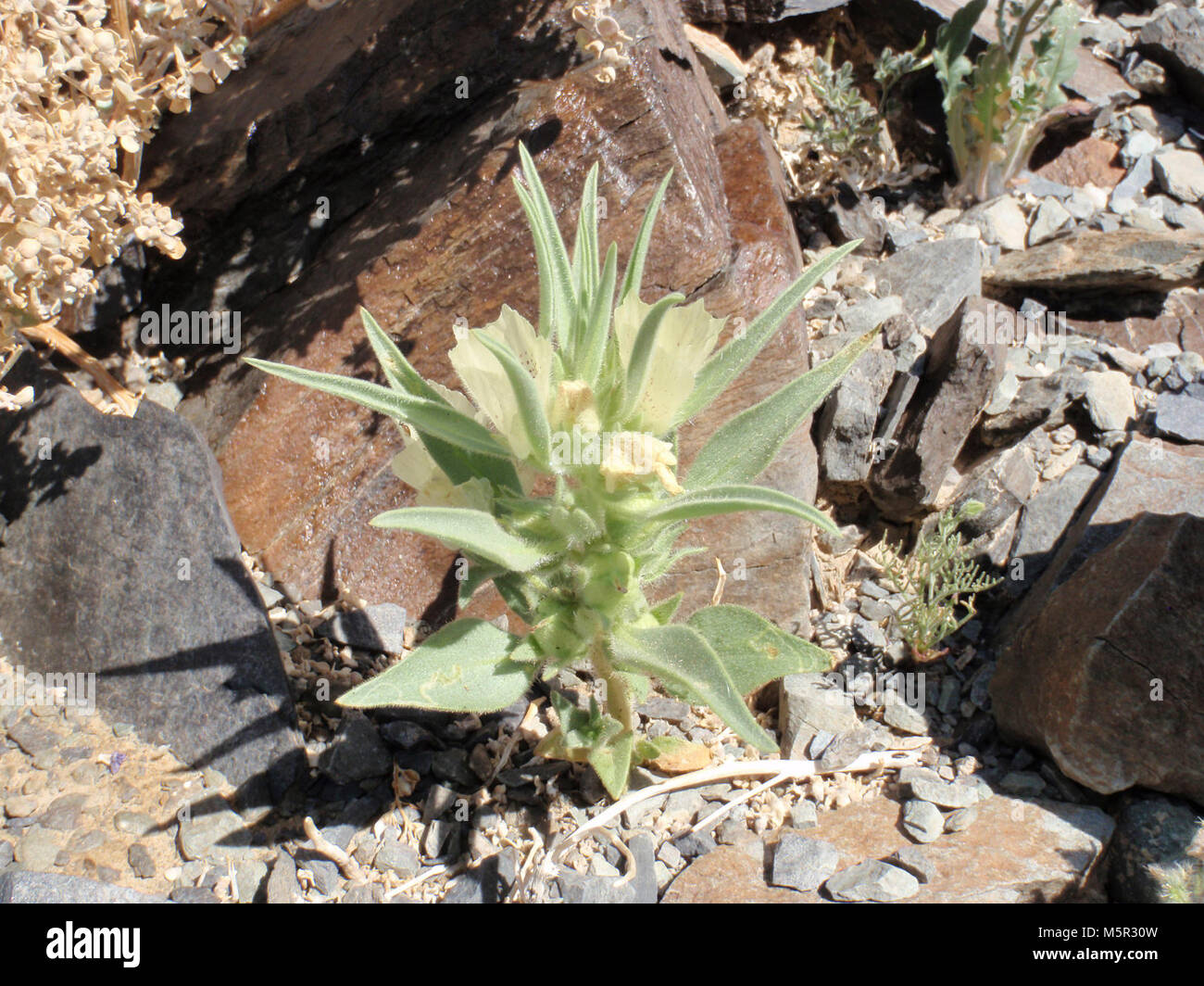 Ghost flower (Mohavea confertiflora Stock Photo - Alamy
