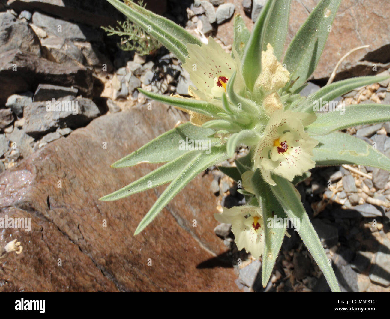 Ghost flower (Mohavea confertiflora Stock Photo - Alamy