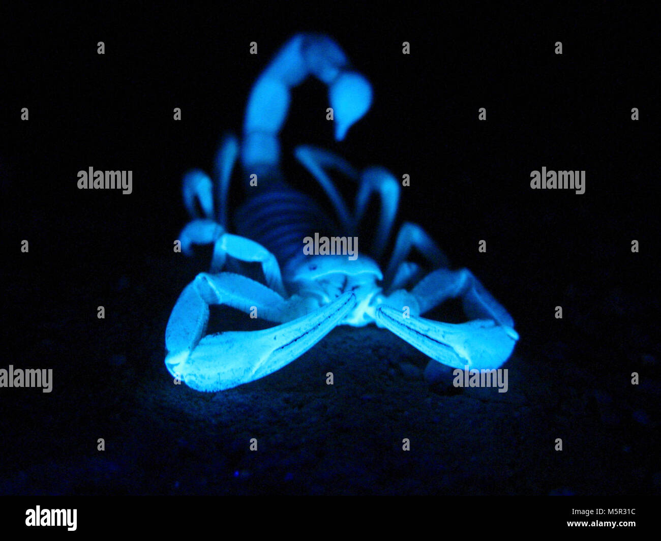 Giant hairy scorpion (Hadrurus arizonensis Stock Photo - Alamy