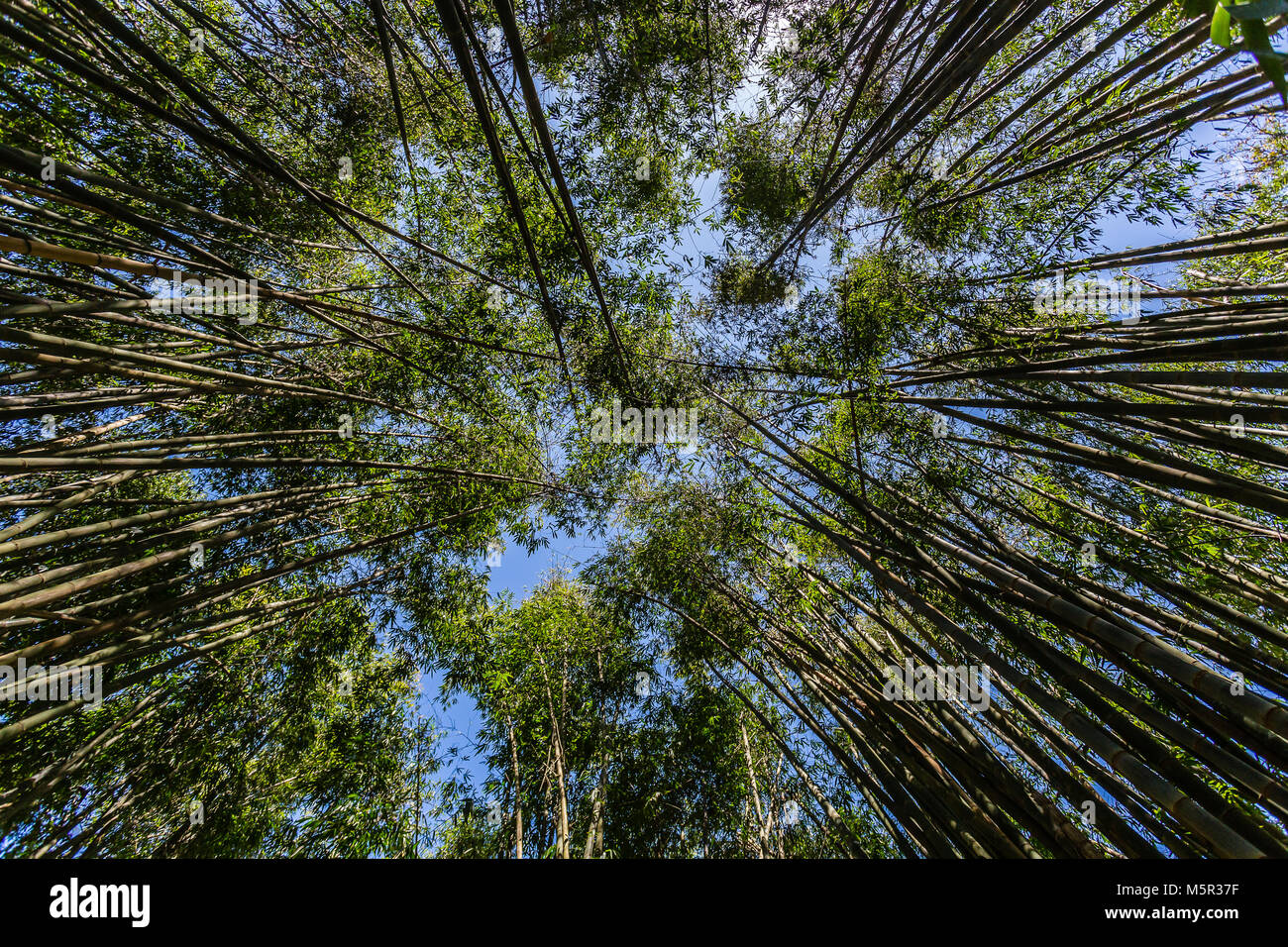 Baboo tree hi-res stock photography and images - Alamy
