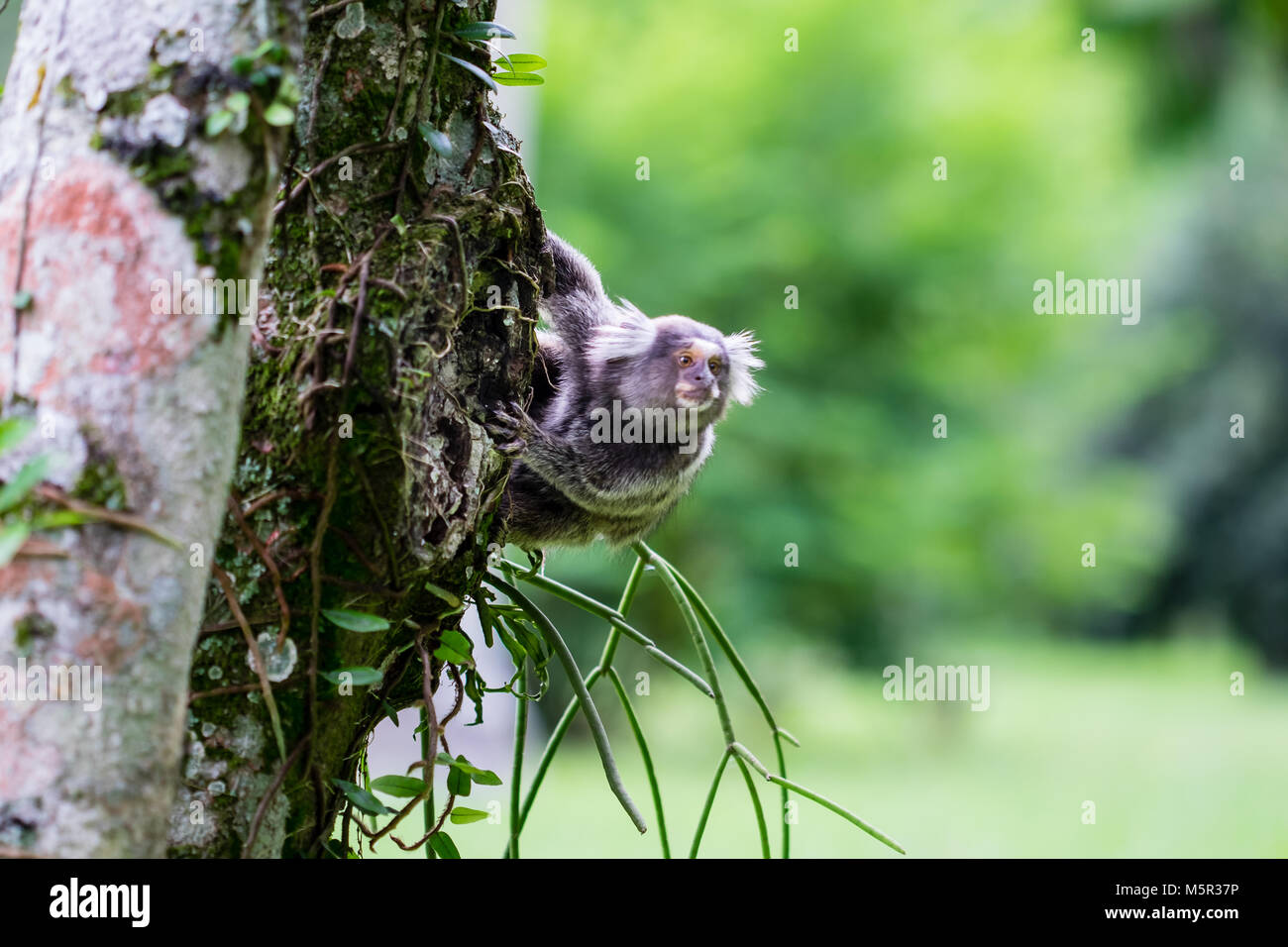 wild monkey hanging on tree in Rio de Janeiros botanical garden Stock ...