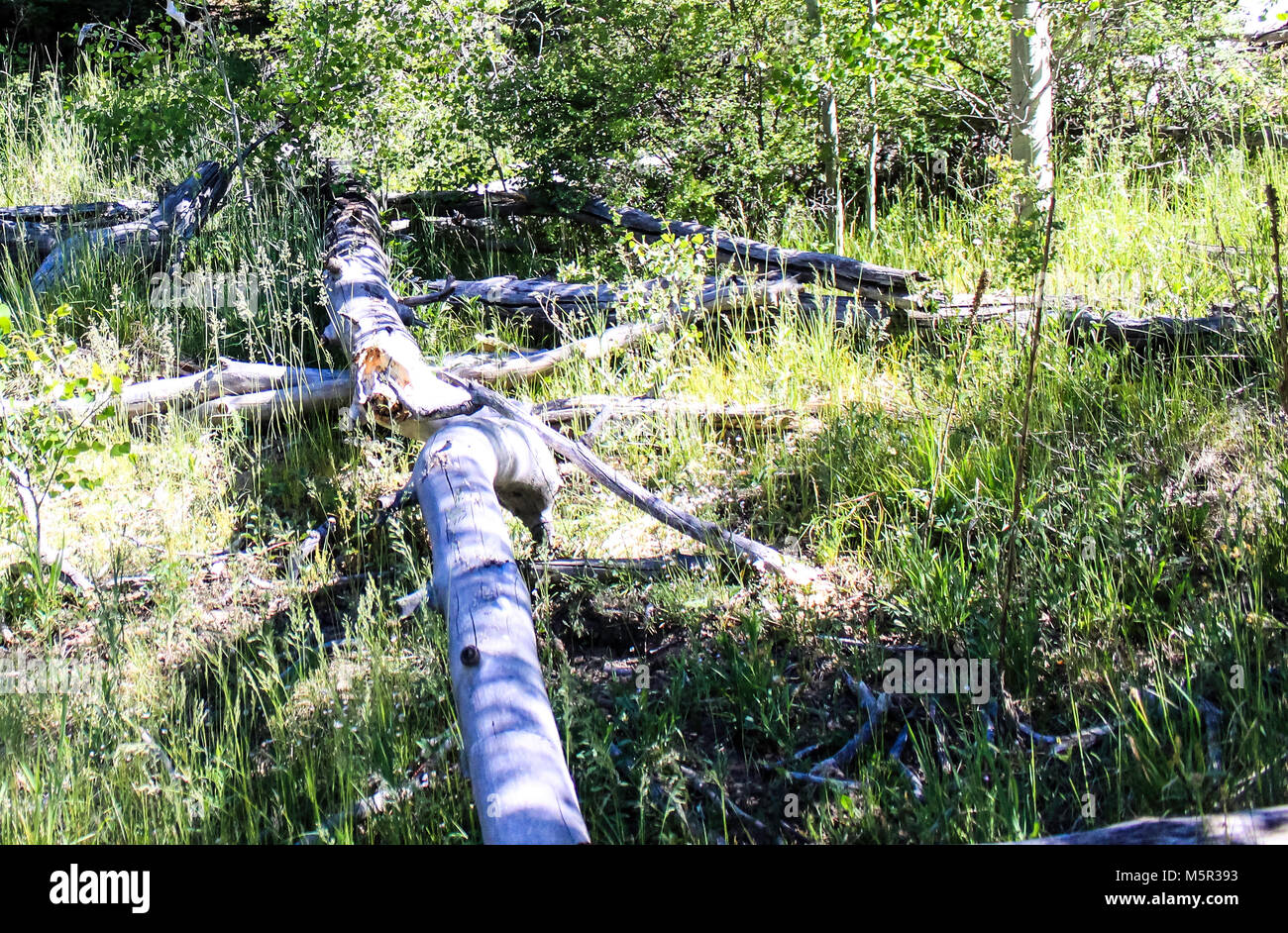 A very long log lies on the forest floor Stock Photo - Alamy