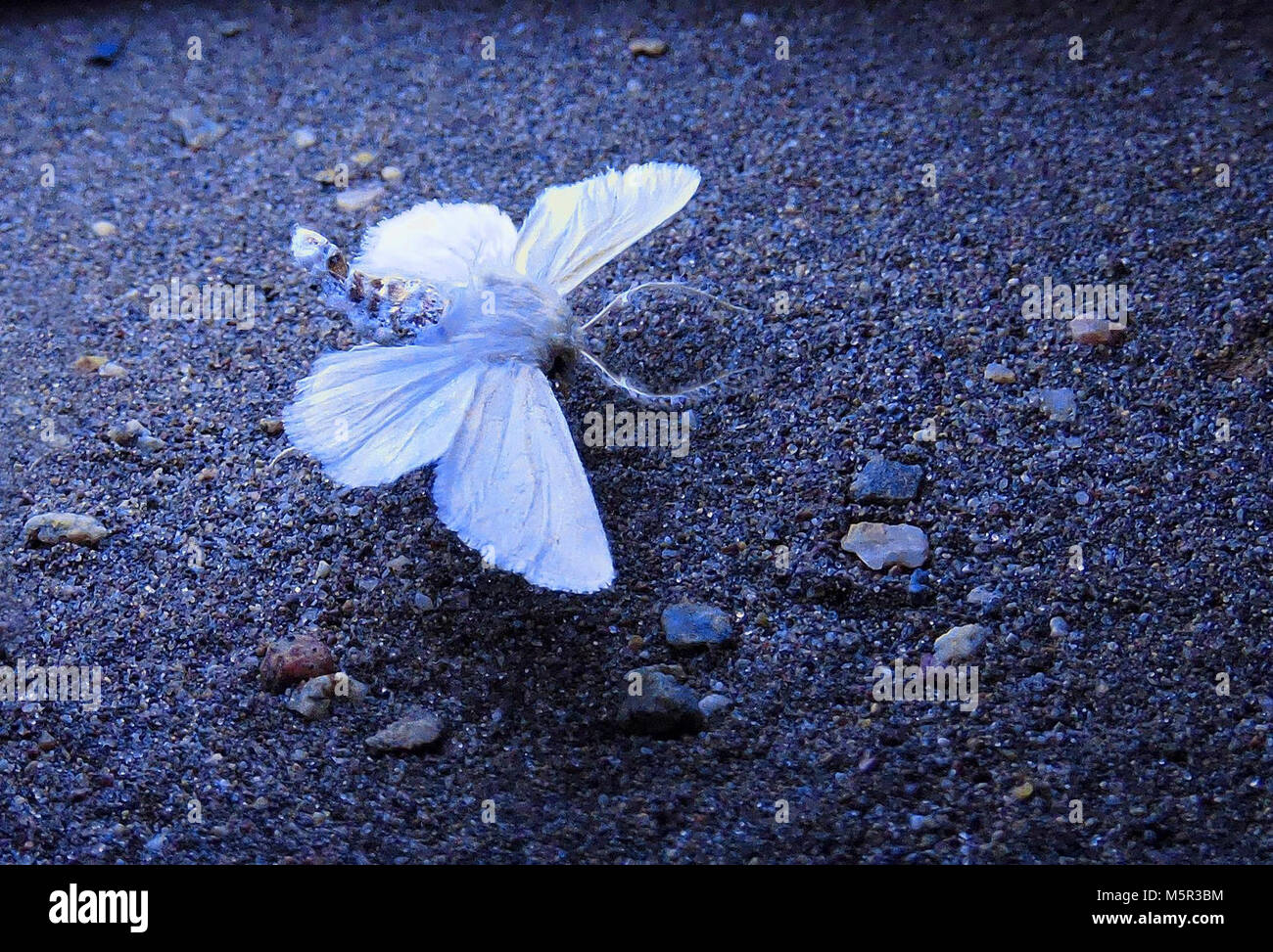Noctuid moth hi-res stock photography and images - Alamy