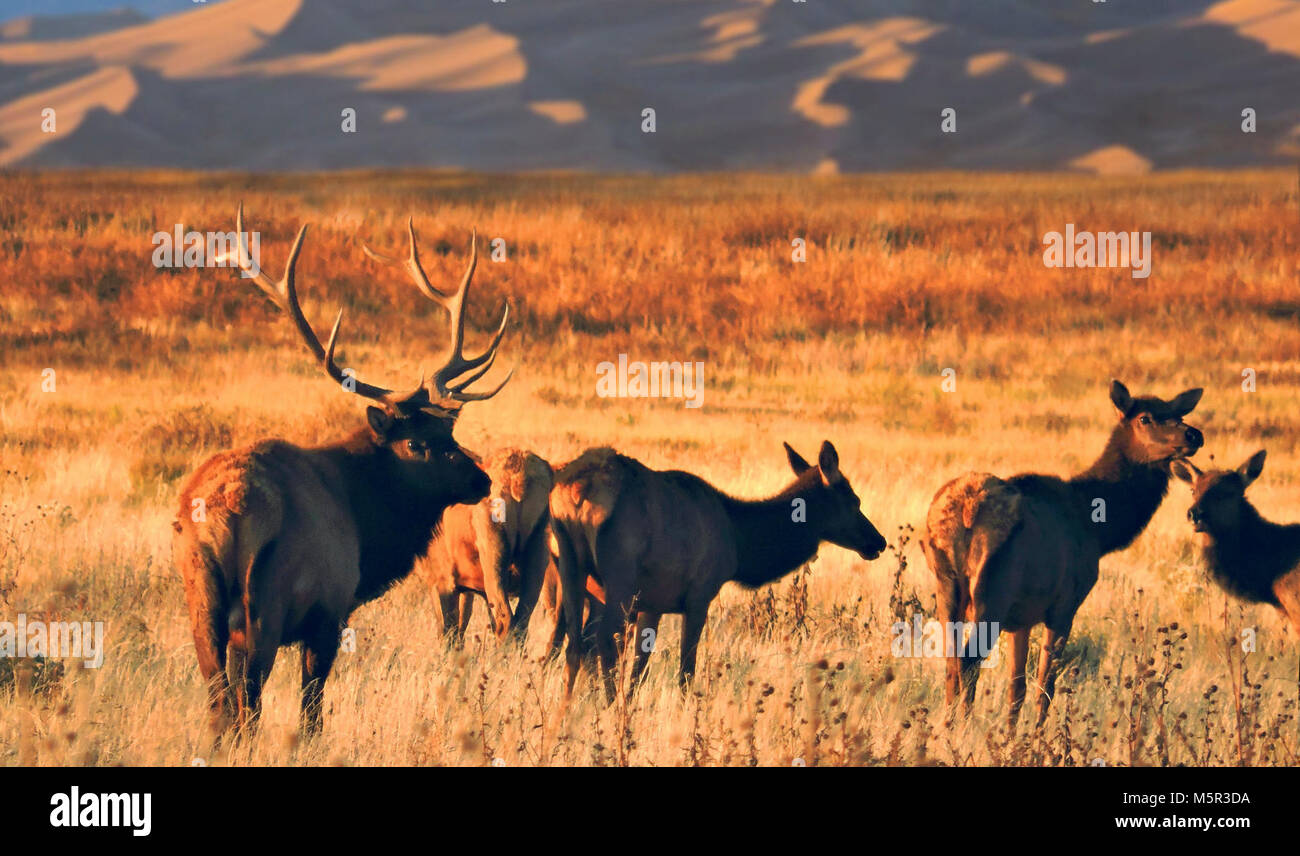 Group of Elk, Dunes in Background Stock Photo - Alamy