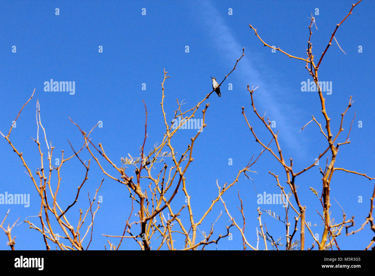Hummingbird at Oasis of Mara Stock Photo - Alamy
