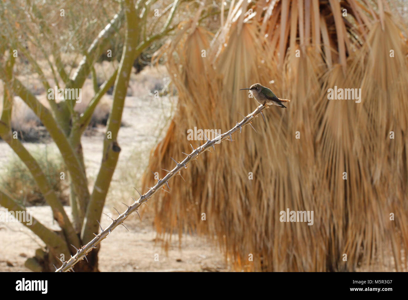 Hummingbird at Oasis of Mara Stock Photo - Alamy