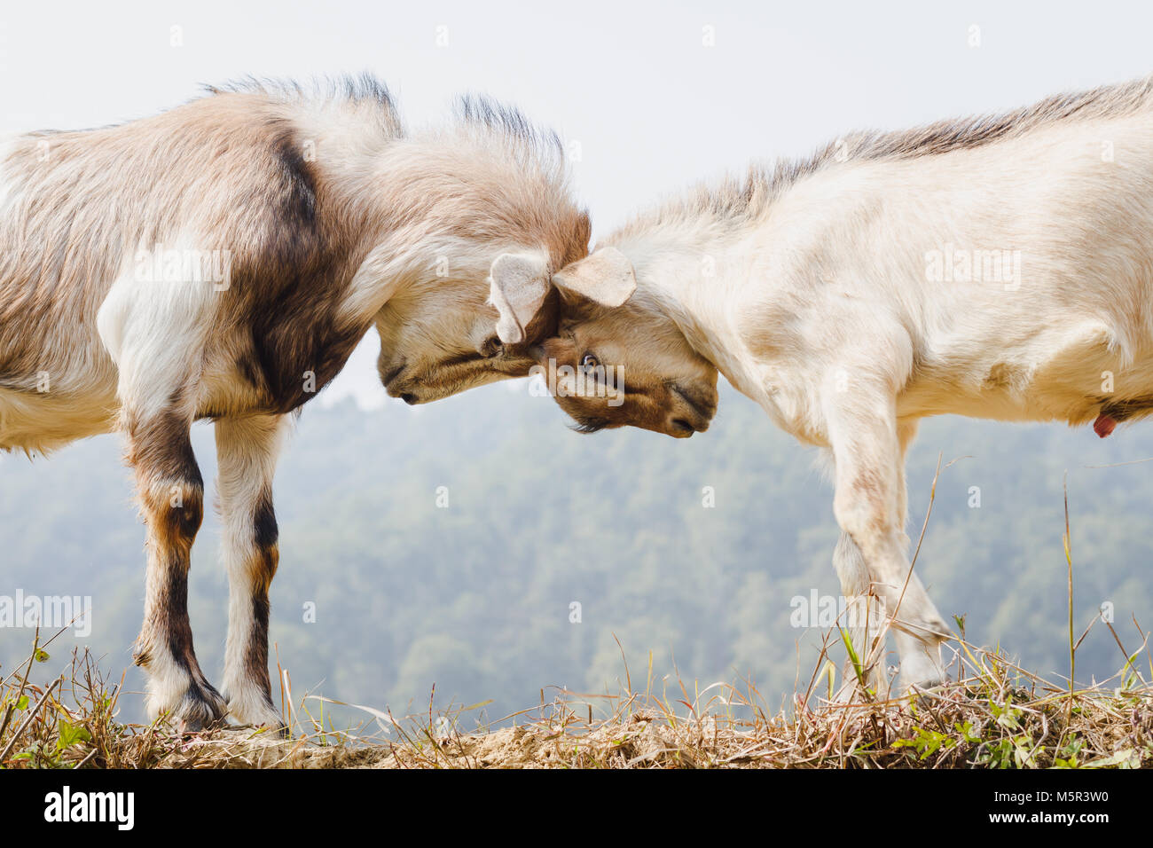 Himalayan sheep horn hi-res stock photography and images - Alamy