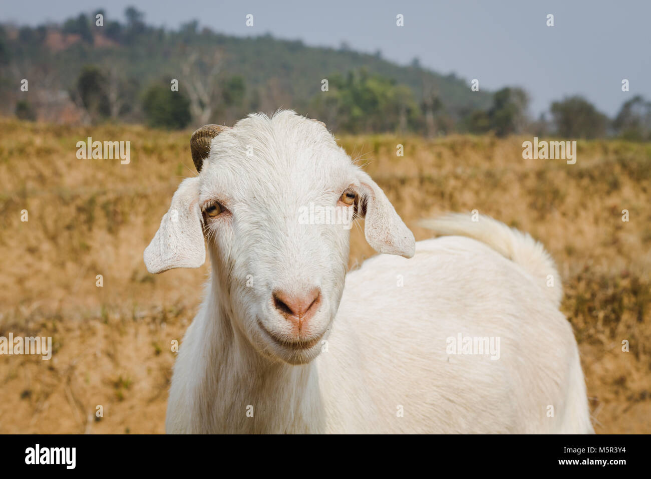 Himalayan goat looking at the Camera Stock Photo - Alamy