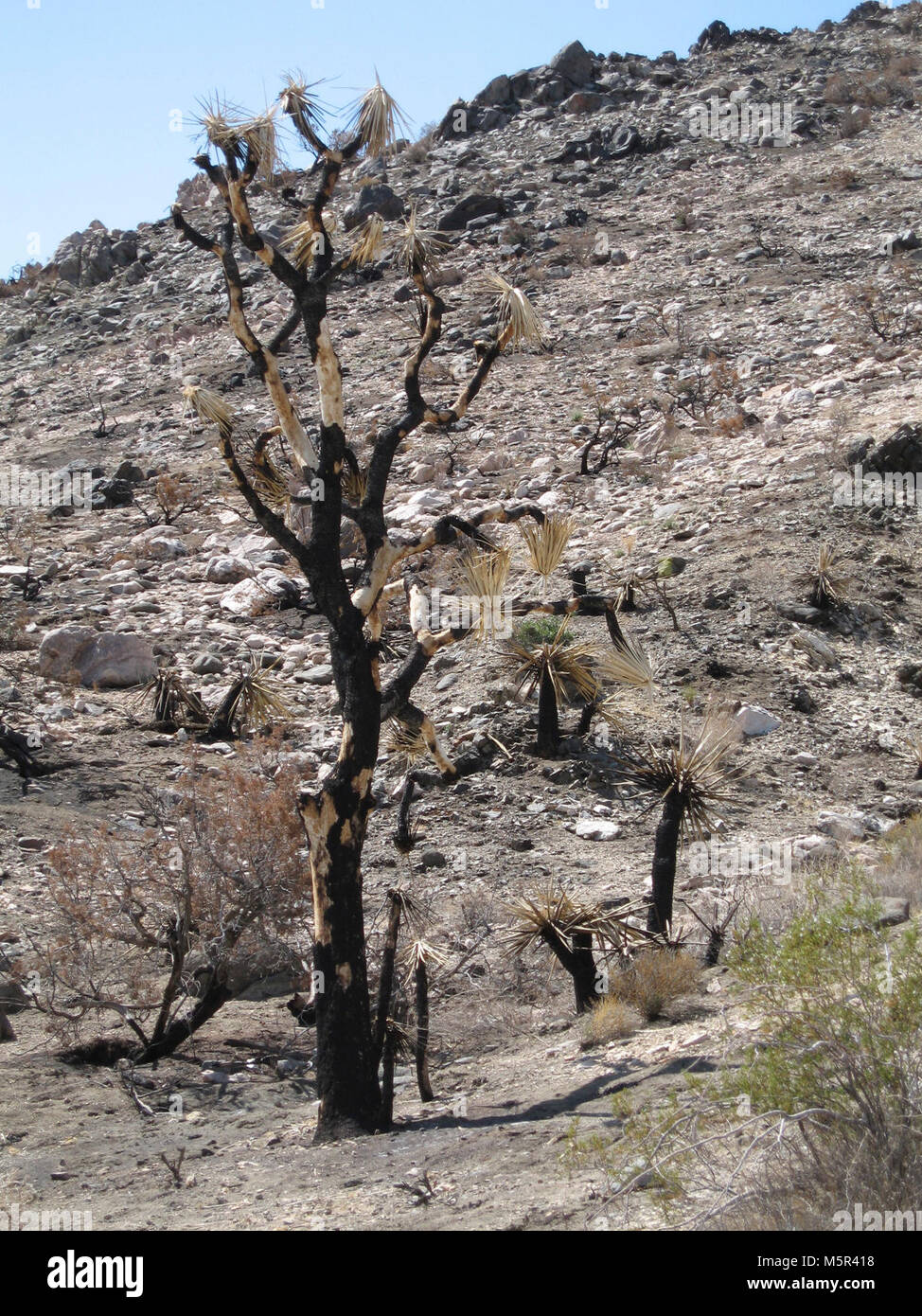 Joshua tree (Yucca brevifolia) after Geo Fire; Pleasant Valley Stock ...