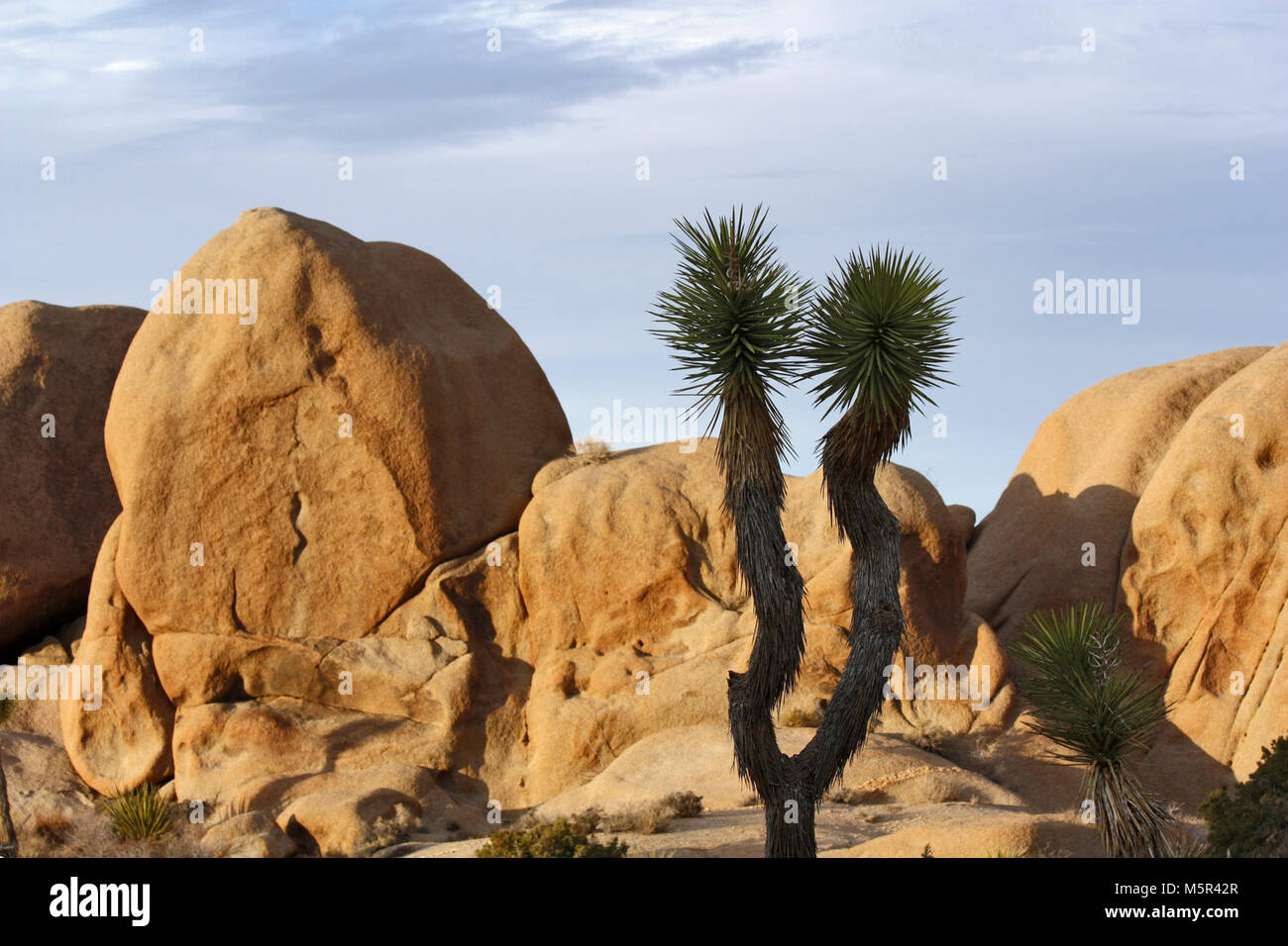 Joshua tree (Yucca brevifolia) near Split Rock Loop Trail Stock Photo ...