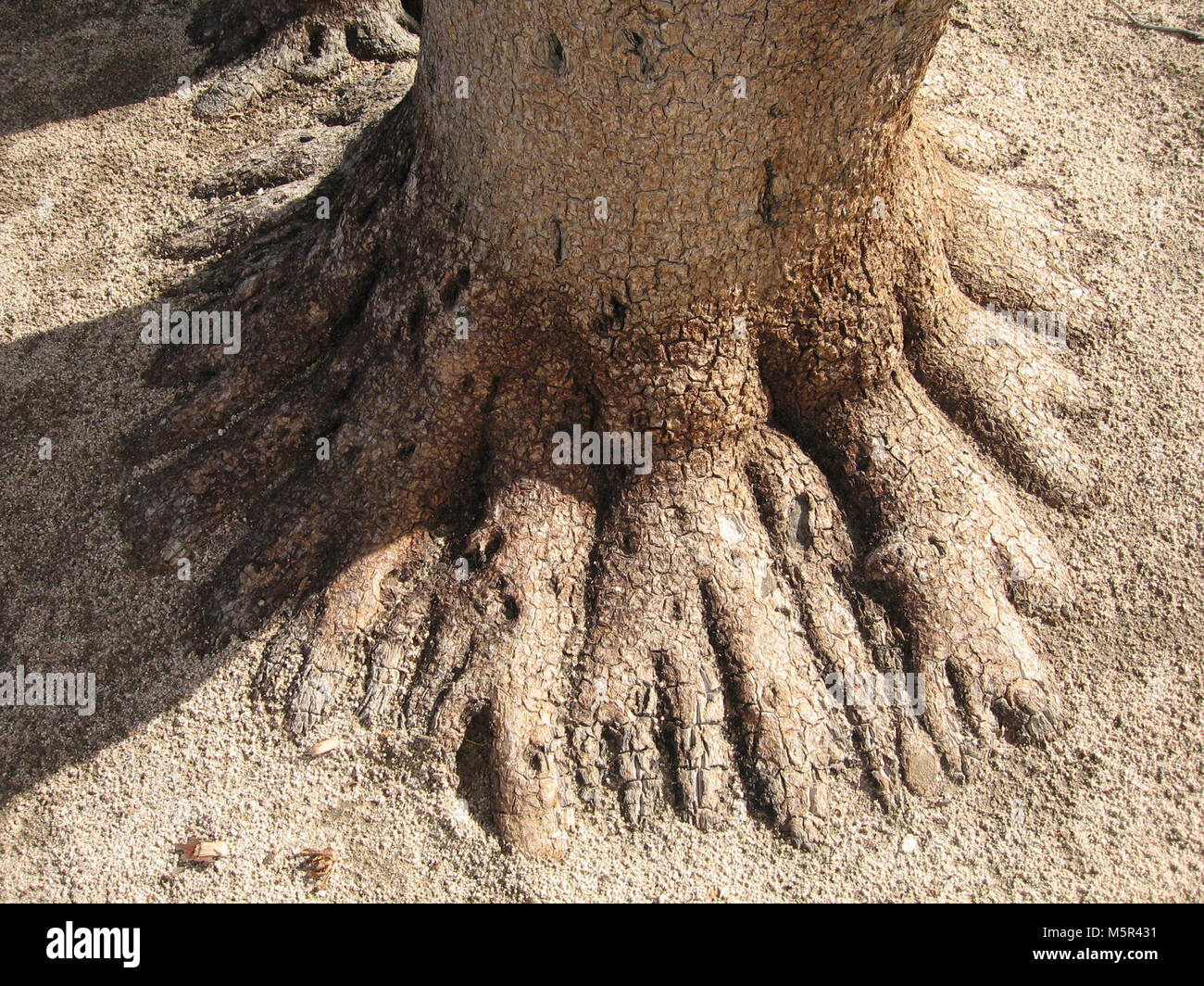 Joshua tree (Yucca brevifolia) roots; Barker Dam Trail Stock Photo - Alamy
