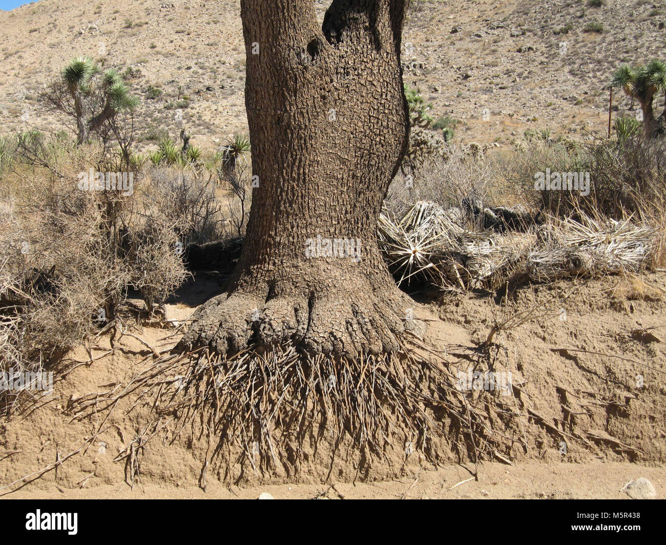 Joshua tree (Yucca brevifolia) roots; Covington Flat Stock Photo - Alamy