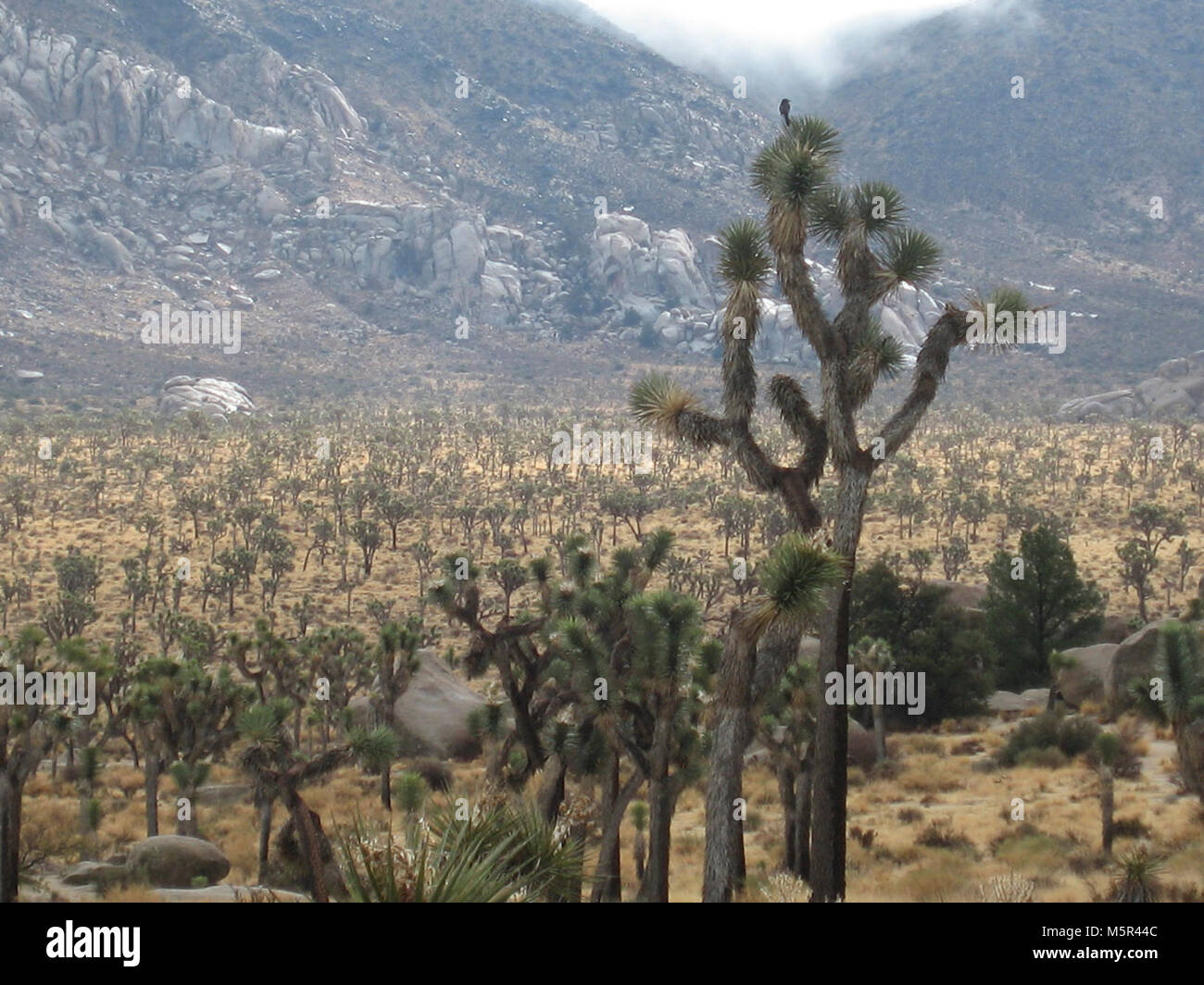Joshua tree (Yucca brevifolia); Lost Horse Valley Stock Photo - Alamy