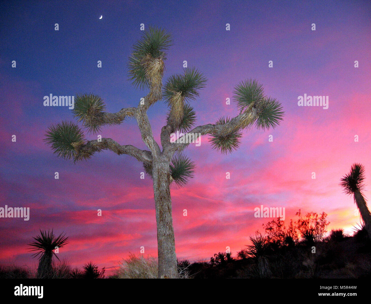 Yucca colorado national monument hi-res stock photography and images ...
