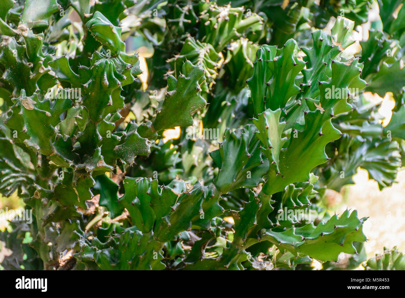 photo of cactus plant with spike Stock Photo - Alamy