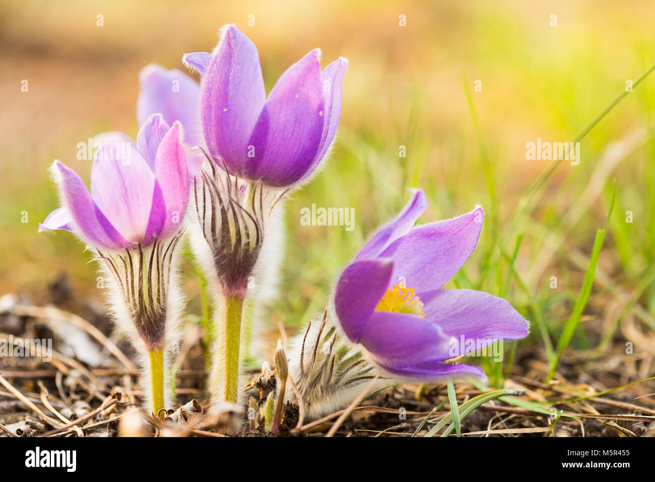 Wild Spring Flowers Pulsatilla Patens. Flowering Plant In Family ...