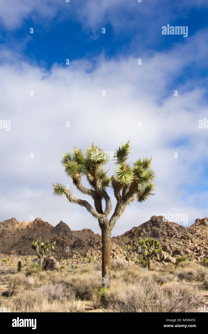 Joshua tree and clouds along Park Blvd Stock Photo - Alamy