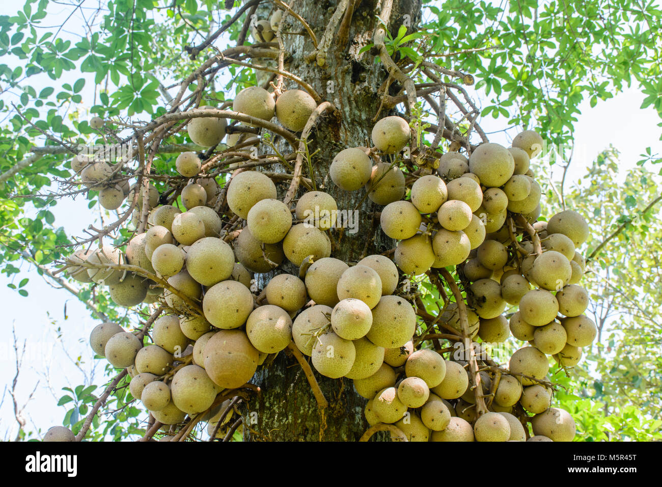 Cannonball tree fruit hi-res stock photography and images - Alamy