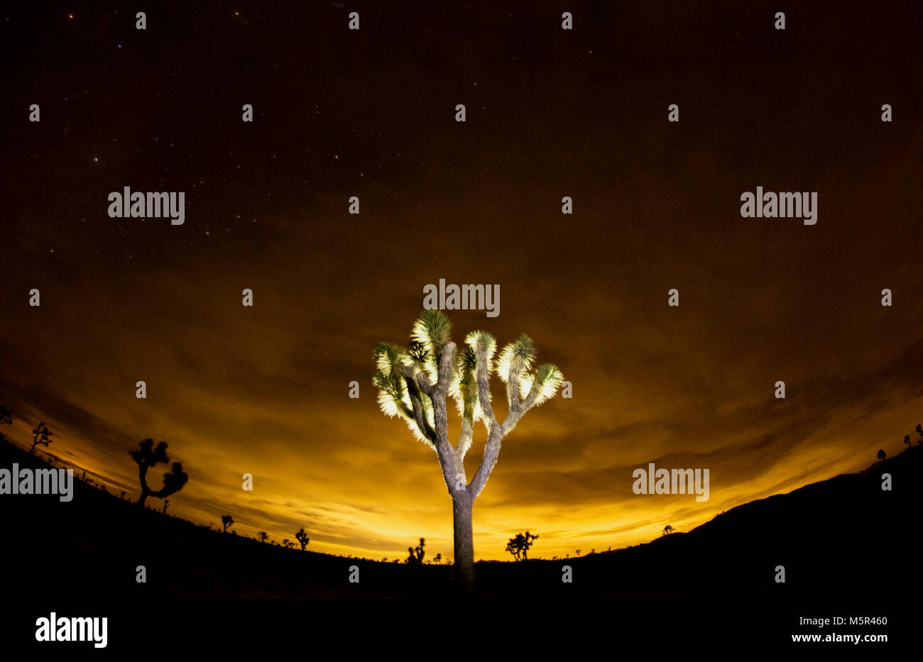 Joshua tree and lights from Coachella Valley reflected in the Stock ...