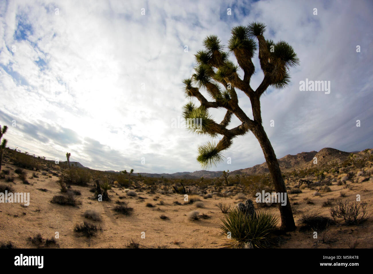 Joshua tree on a cloudy day Stock Photo - Alamy