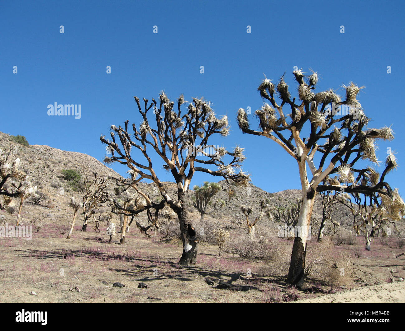 Joshua trees (Yucca brevifolia) after Covington Fire Stock Photo - Alamy