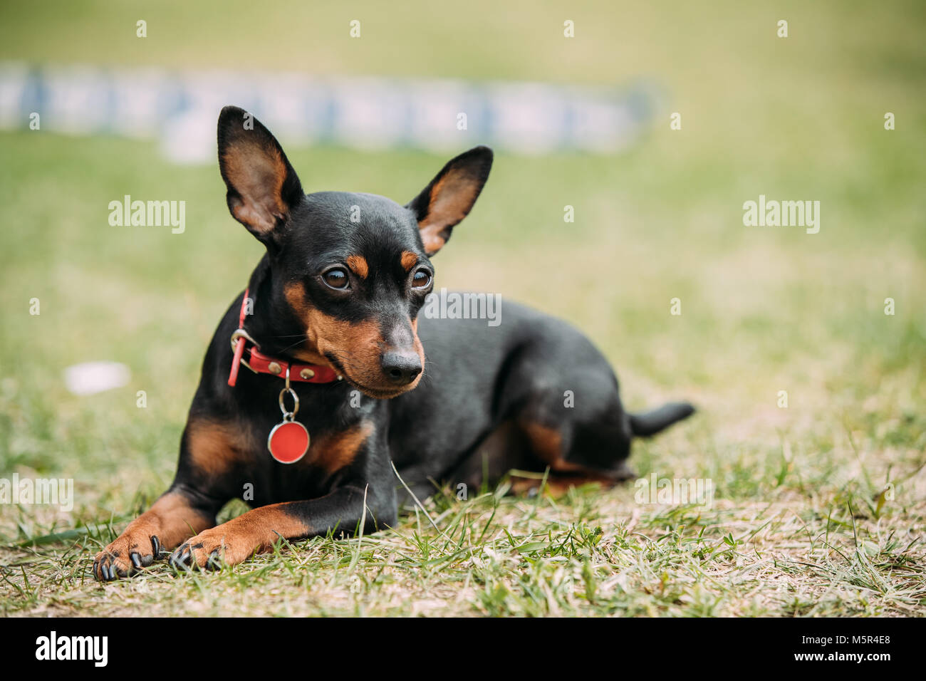 Black Miniature Pinscher Zwergpinscher, Min Pin Sitting On Green Grass ...