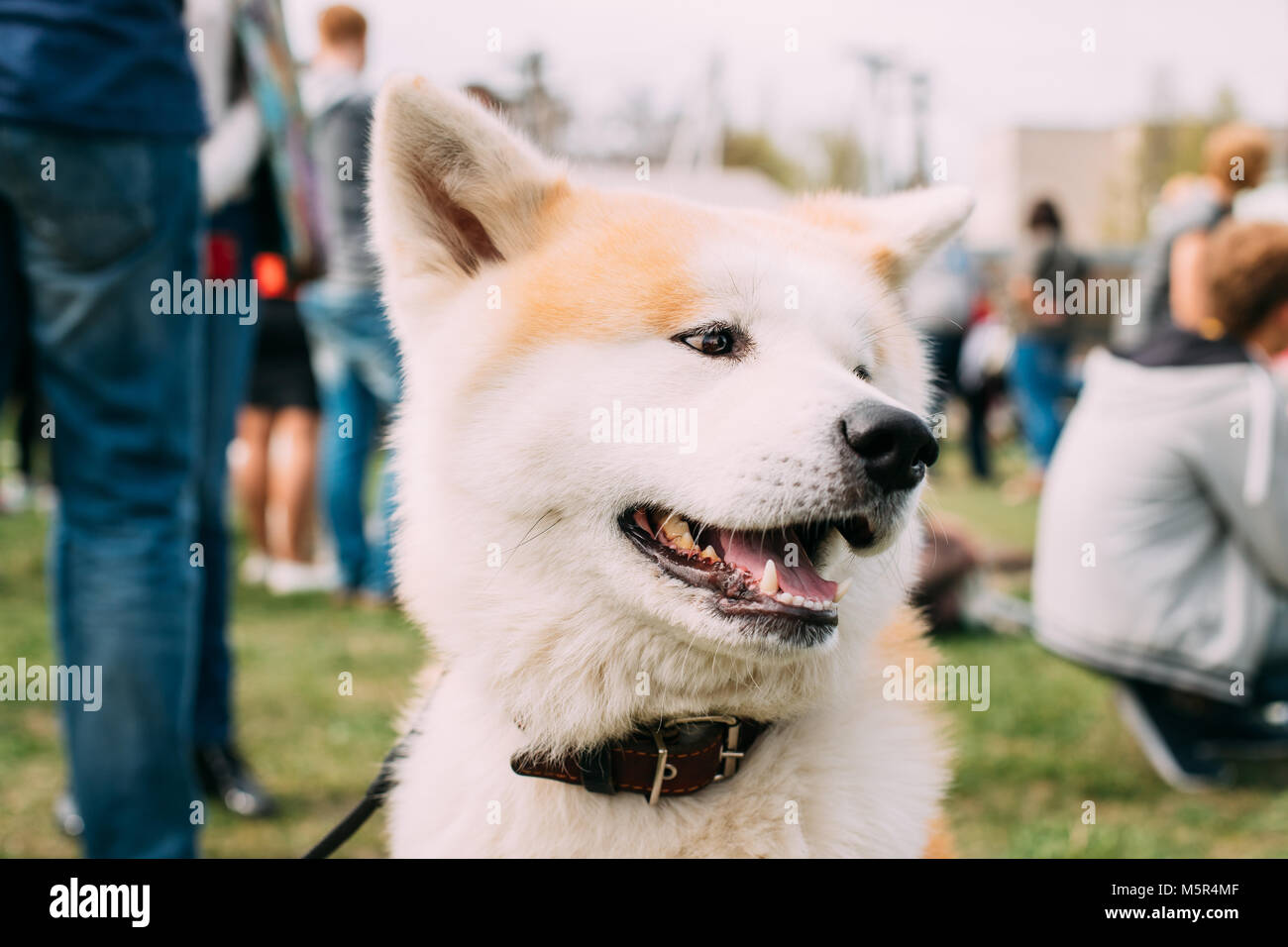 Close View Of Akita Dog Or Akita Inu, Japanese Akita Outdoor. Smiling ...