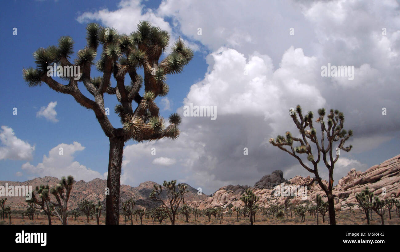 Joshua Trees and Clouds Stock Photo - Alamy