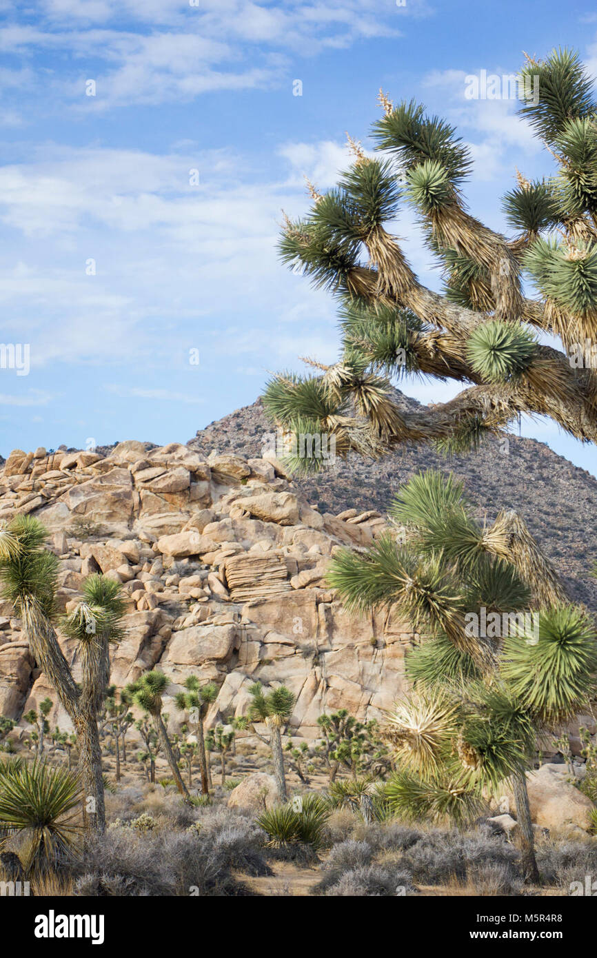 Joshua trees near Hidden Valley Stock Photo - Alamy