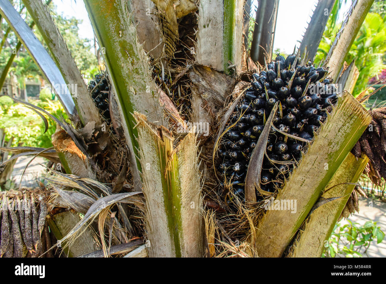 Oil palm fresh fruit bunch hi-res stock photography and images - Alamy