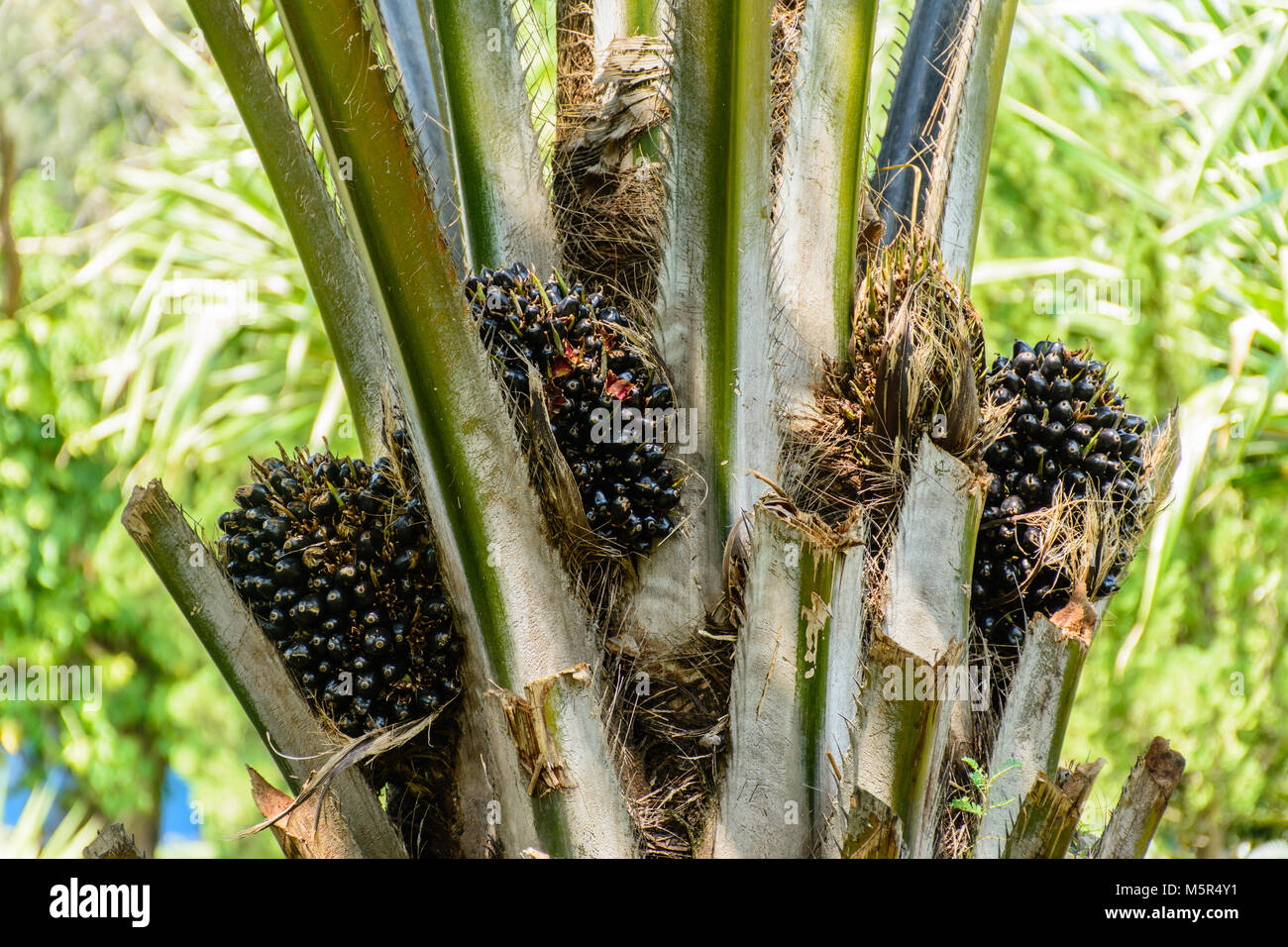 photo of plam oil tree Stock Photo - Alamy