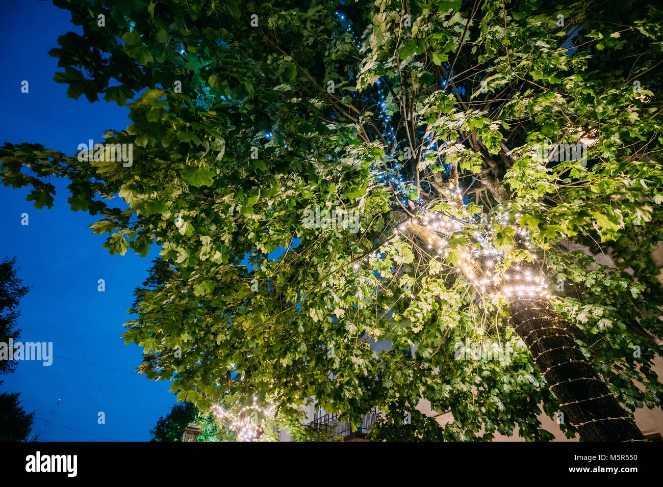 Decorative Small Glowing Lights In Foliage Of Tall Tree In Evening ...