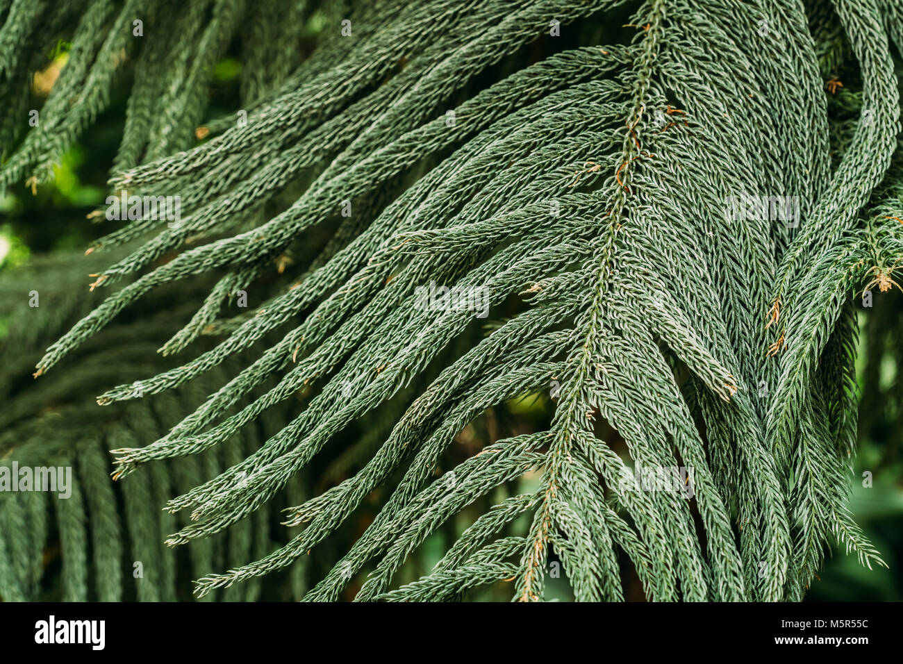 Araucaria Heterophylla In Botanical Garden Stock Photo - Alamy
