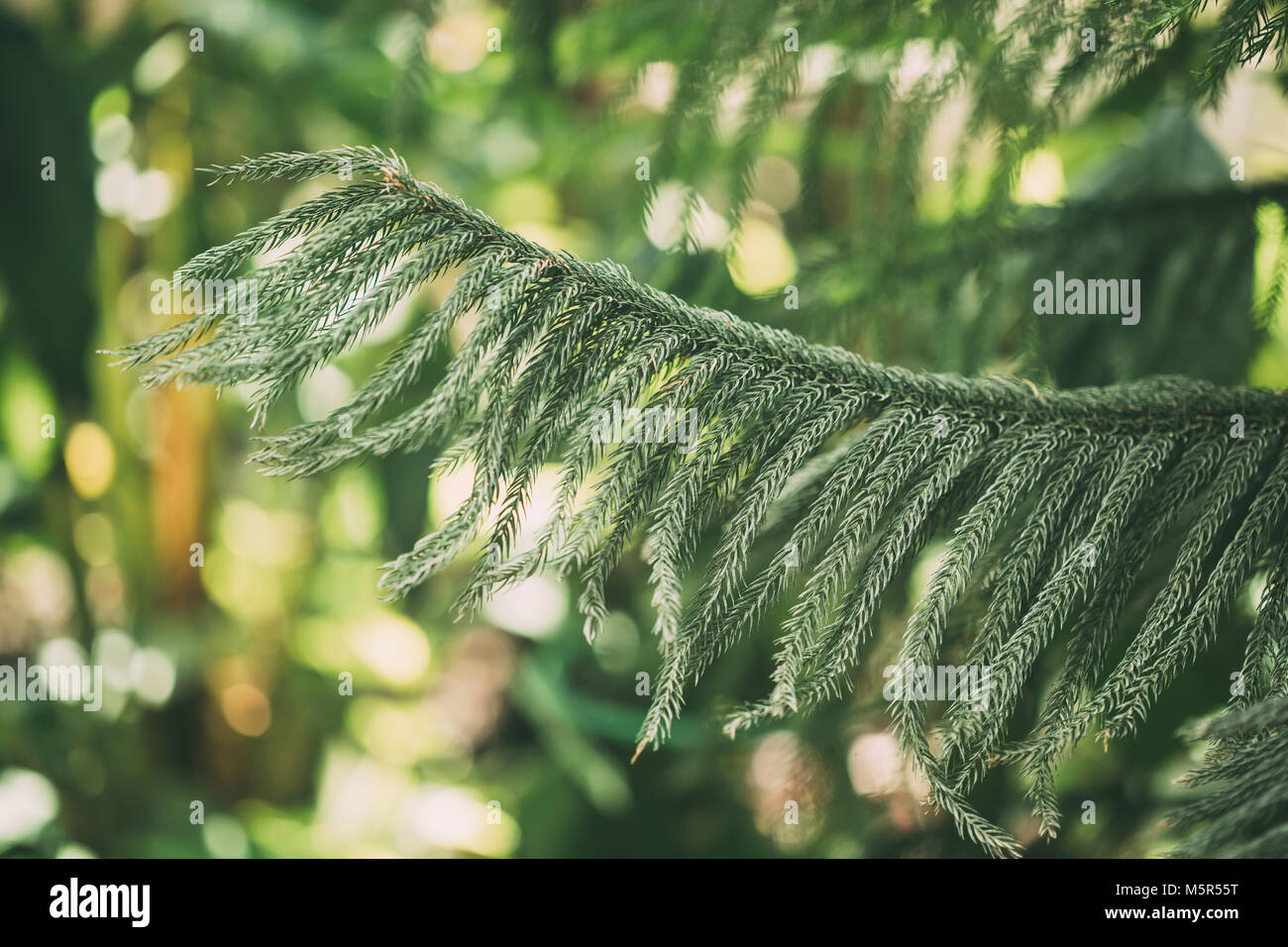 Araucaria Heterophylla In Botanical Garden Stock Photo - Alamy