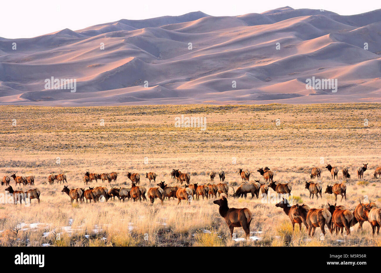 Large Elk Herd Stock Photo - Alamy