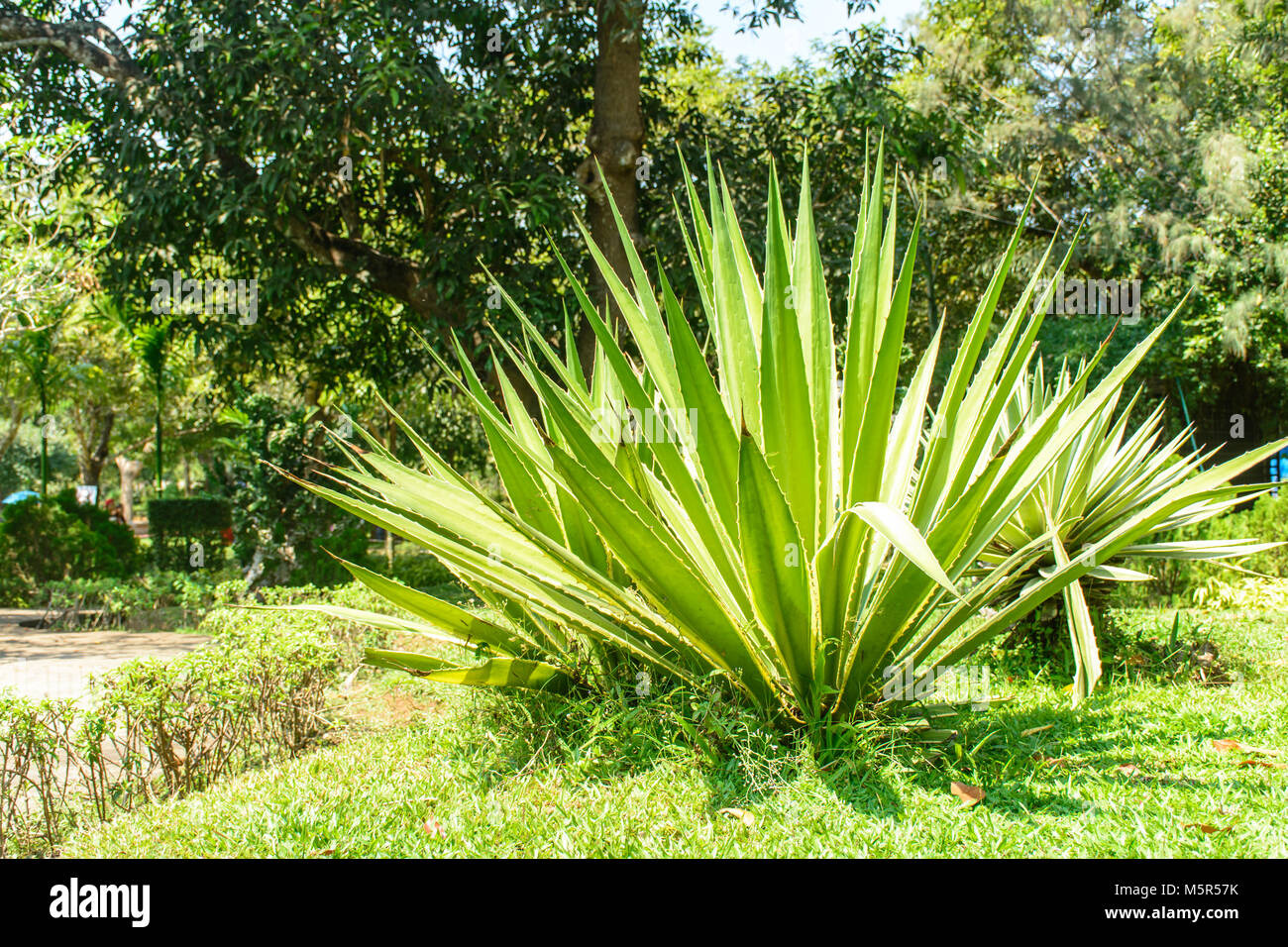 photo of turriplantas plant in the park Stock Photo - Alamy