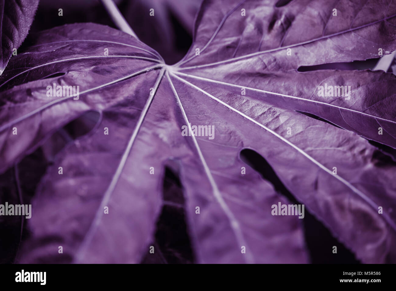 Leaves Leaf Of Plant. Toned Photo In Ultra Violet Color Stock Photo - Alamy