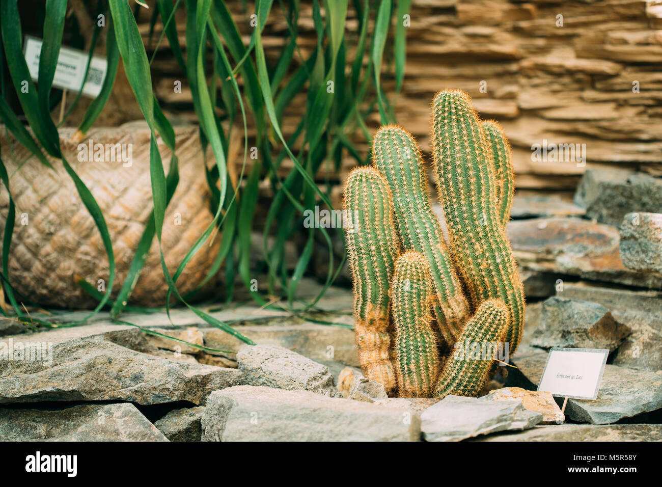 Cactus plant in botanical hi-res stock photography and images - Alamy