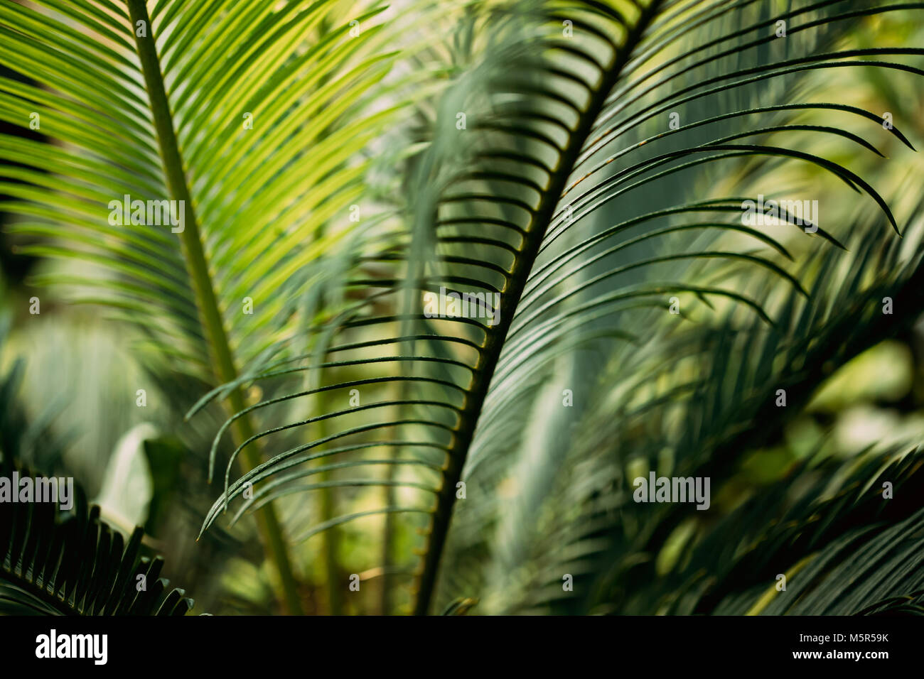 Green Leaves Of Cycas Revoluta In Botanical Garden Stock Photo - Alamy