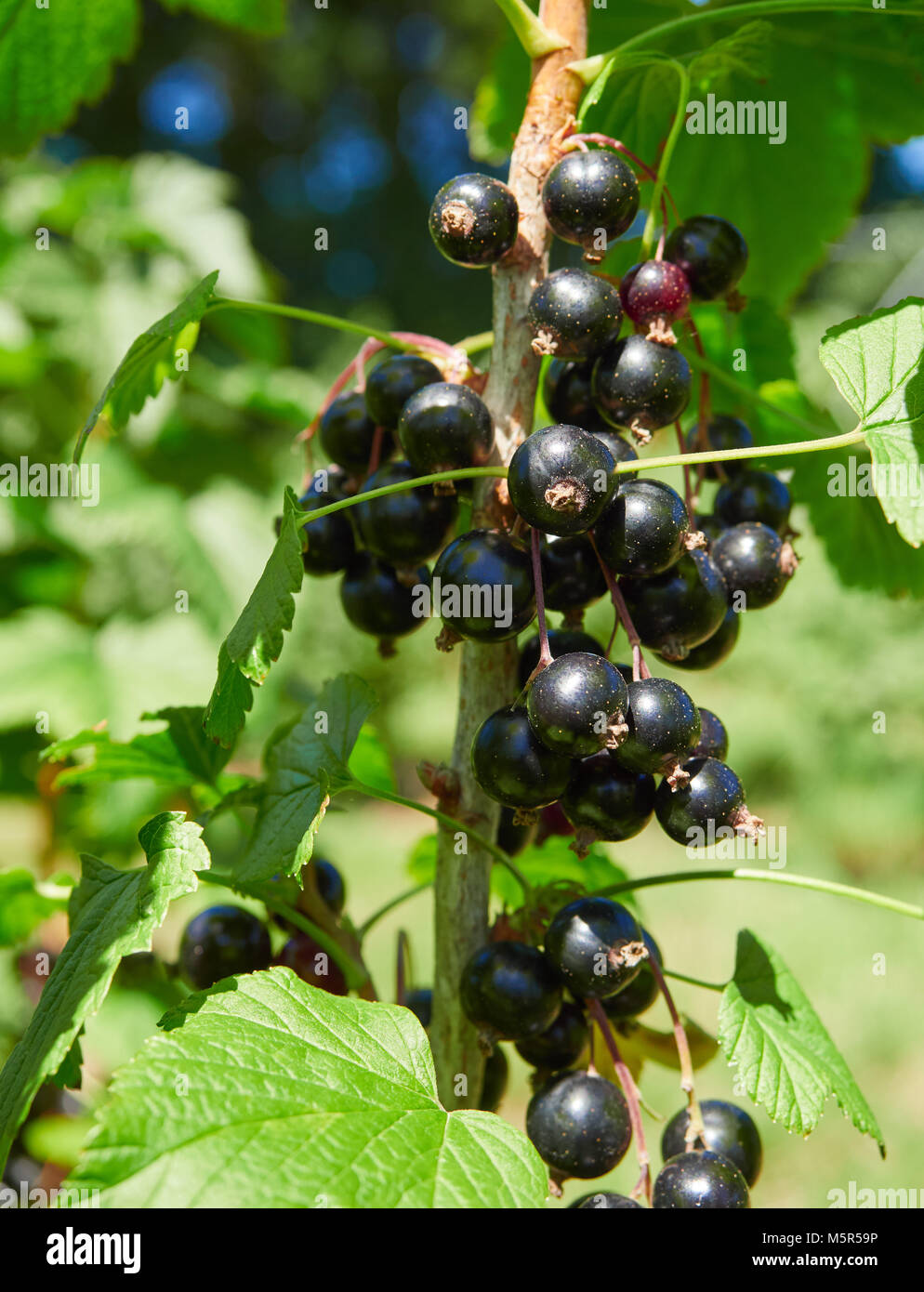 Blackcurrant bushes hi-res stock photography and images - Alamy