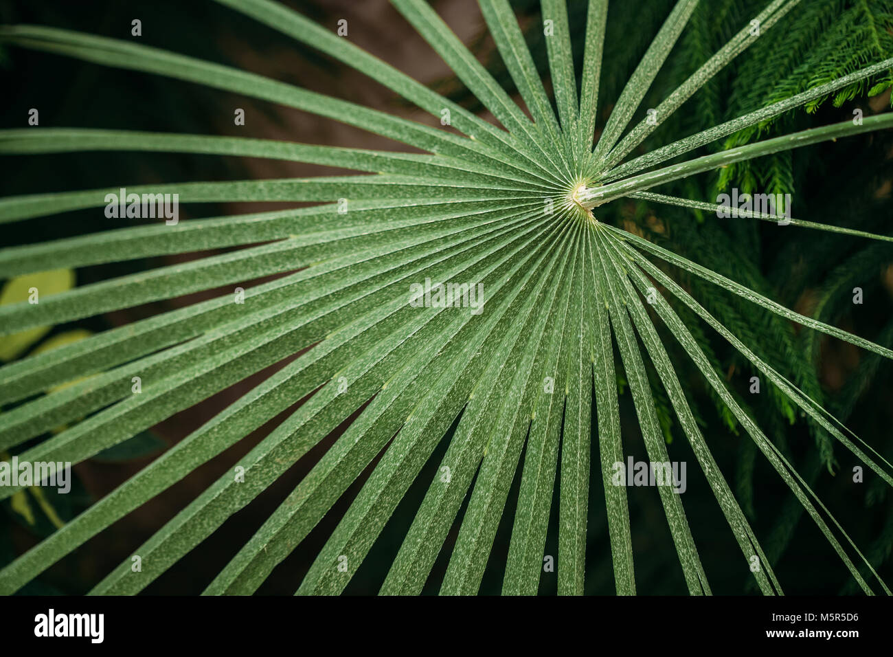 Green Leaves Of Chamaerops Humilis In Botanical Garden Stock Photo - Alamy