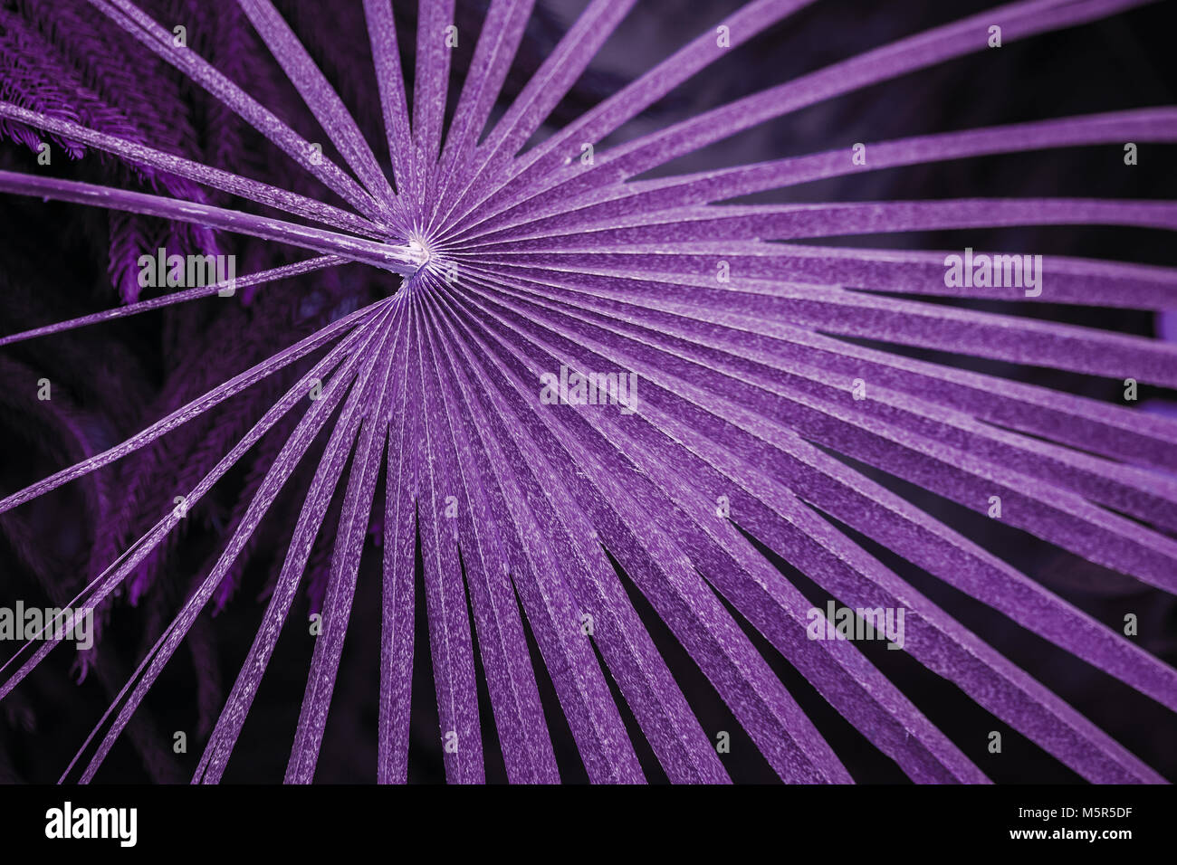 Ultra violet colour hi-res stock photography and images - Alamy