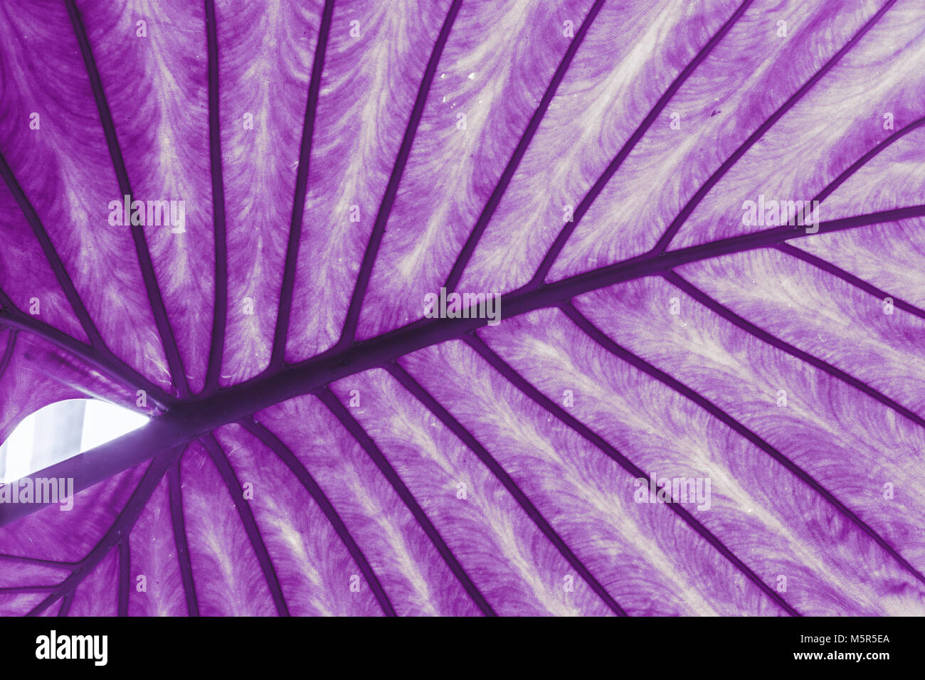Close Up Leaves Leaf Of Plant. Toned Photo In Ultra Violet Color Stock ...