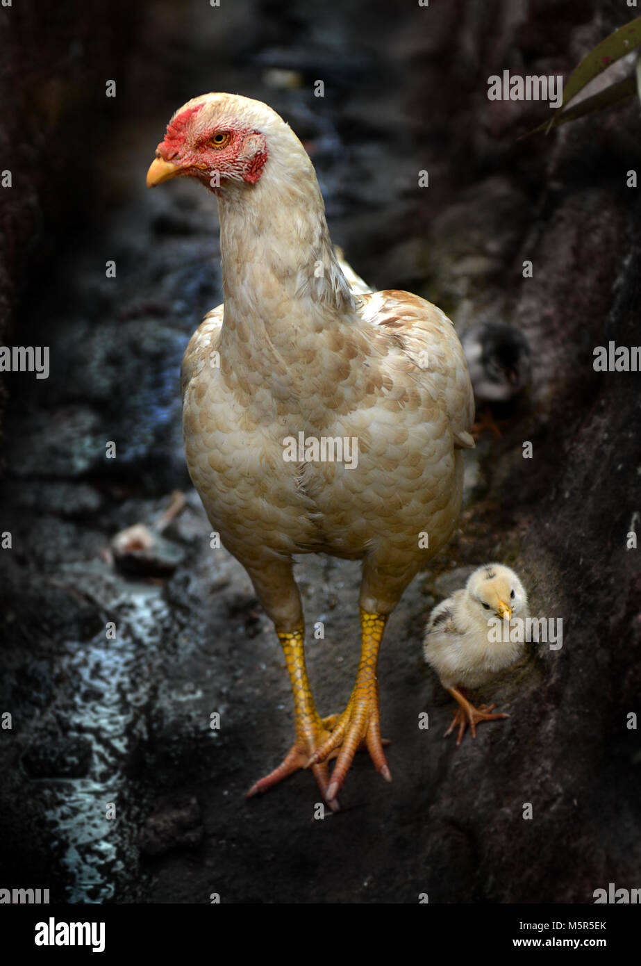 Baby chickens with mom hi-res stock photography and images - Alamy