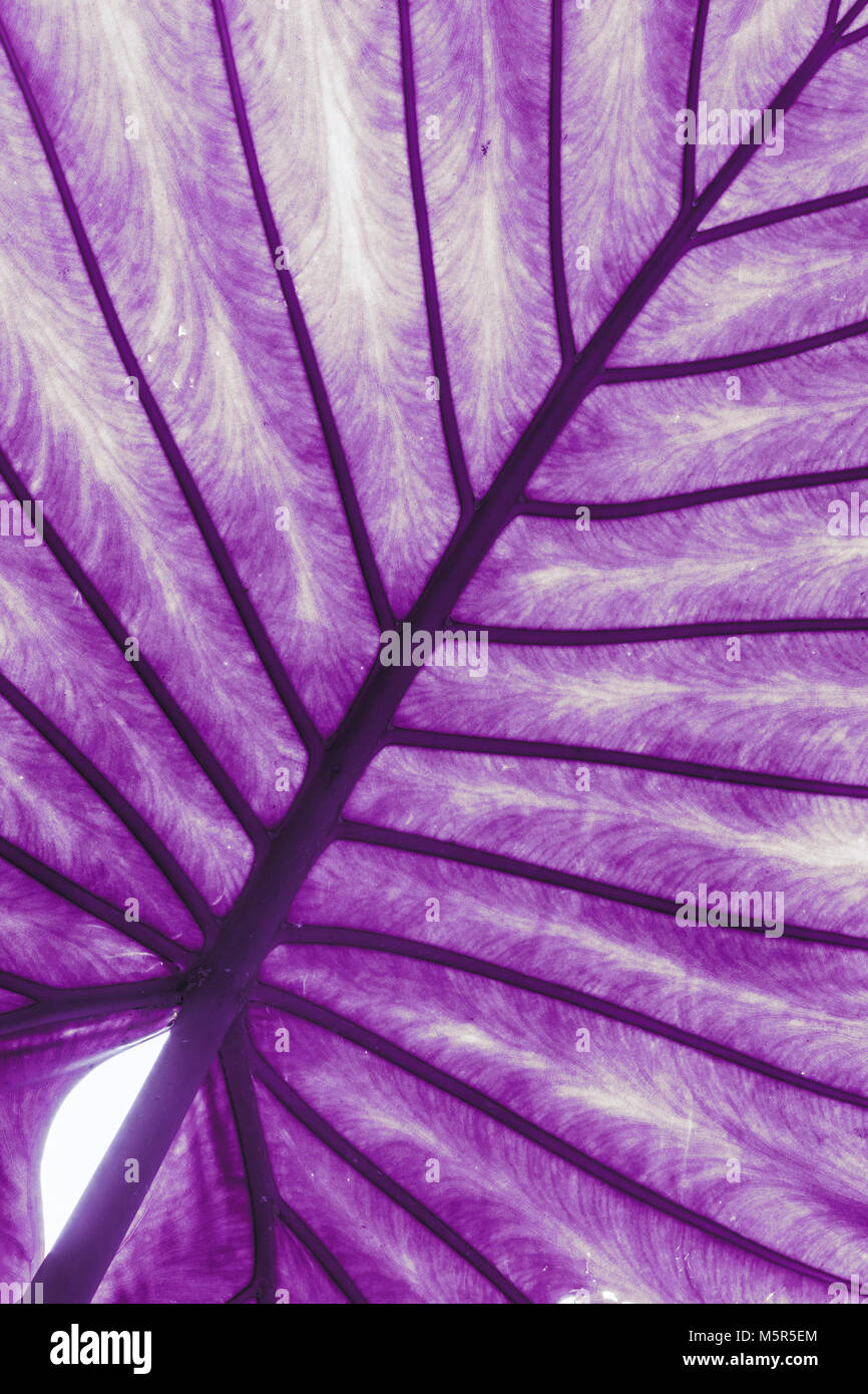 Close Up Leaves Leaf Of Plant. Toned Photo In Ultra Violet Color Stock ...
