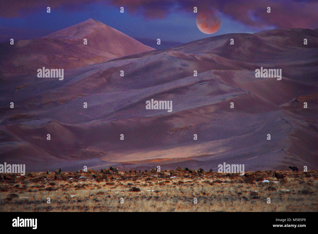 Lunar Eclipse, Star Dune, and Elk . The Great Sand Dunes are already ...