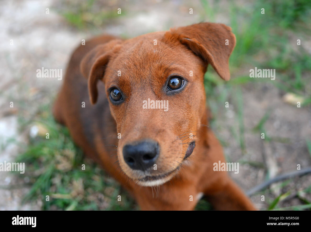 Animal smile happy face hi-res stock photography and images - Alamy