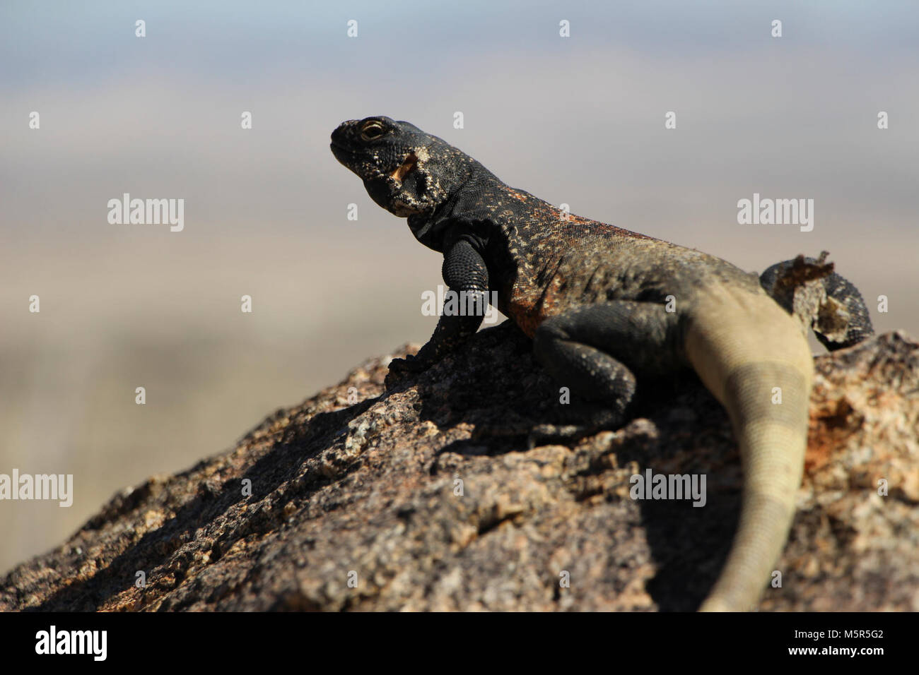 Male Common Chuckwalla Stock Photo - Alamy