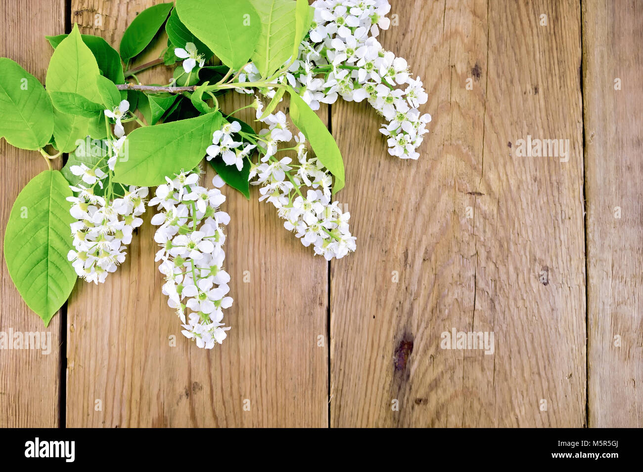 A flowering twig of bird cherry with green leaves against the ...